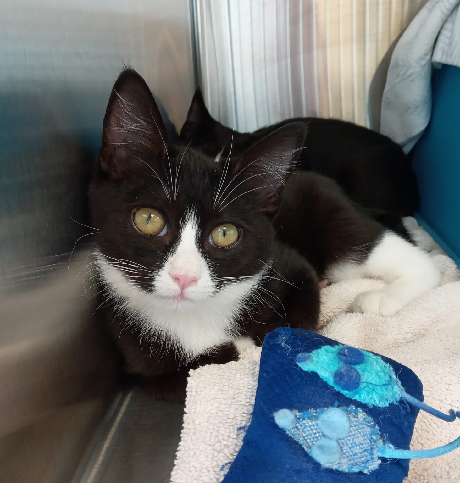 Adoptables – Victoria Pet Adoption Society