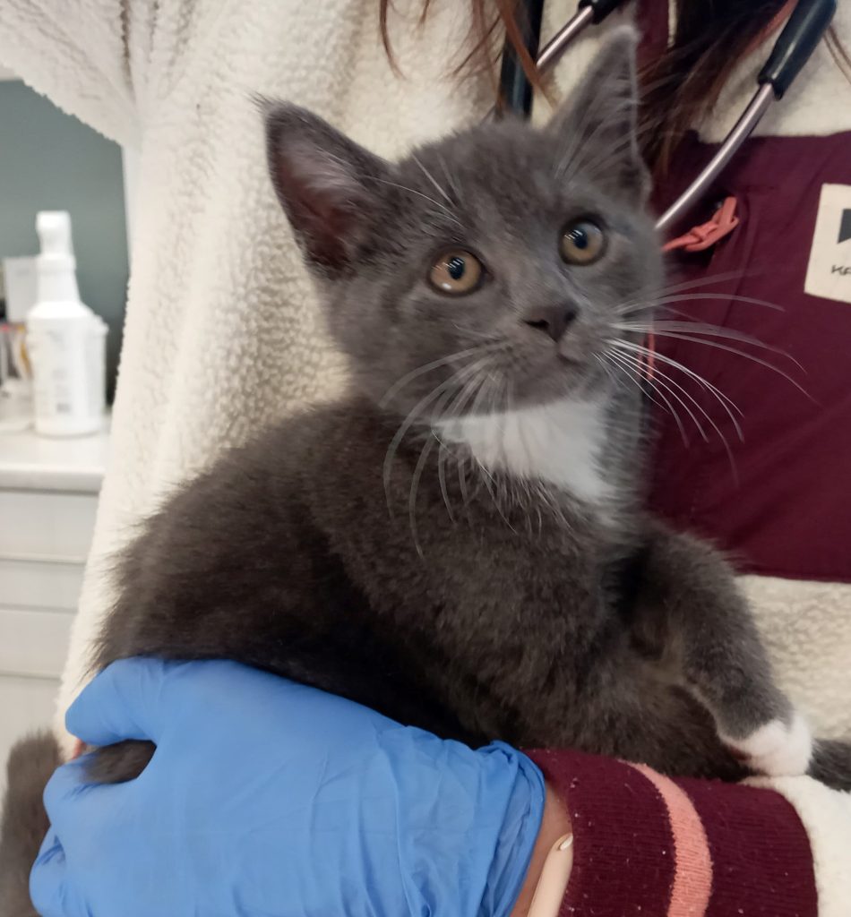 Adoptables – Victoria Pet Adoption Society