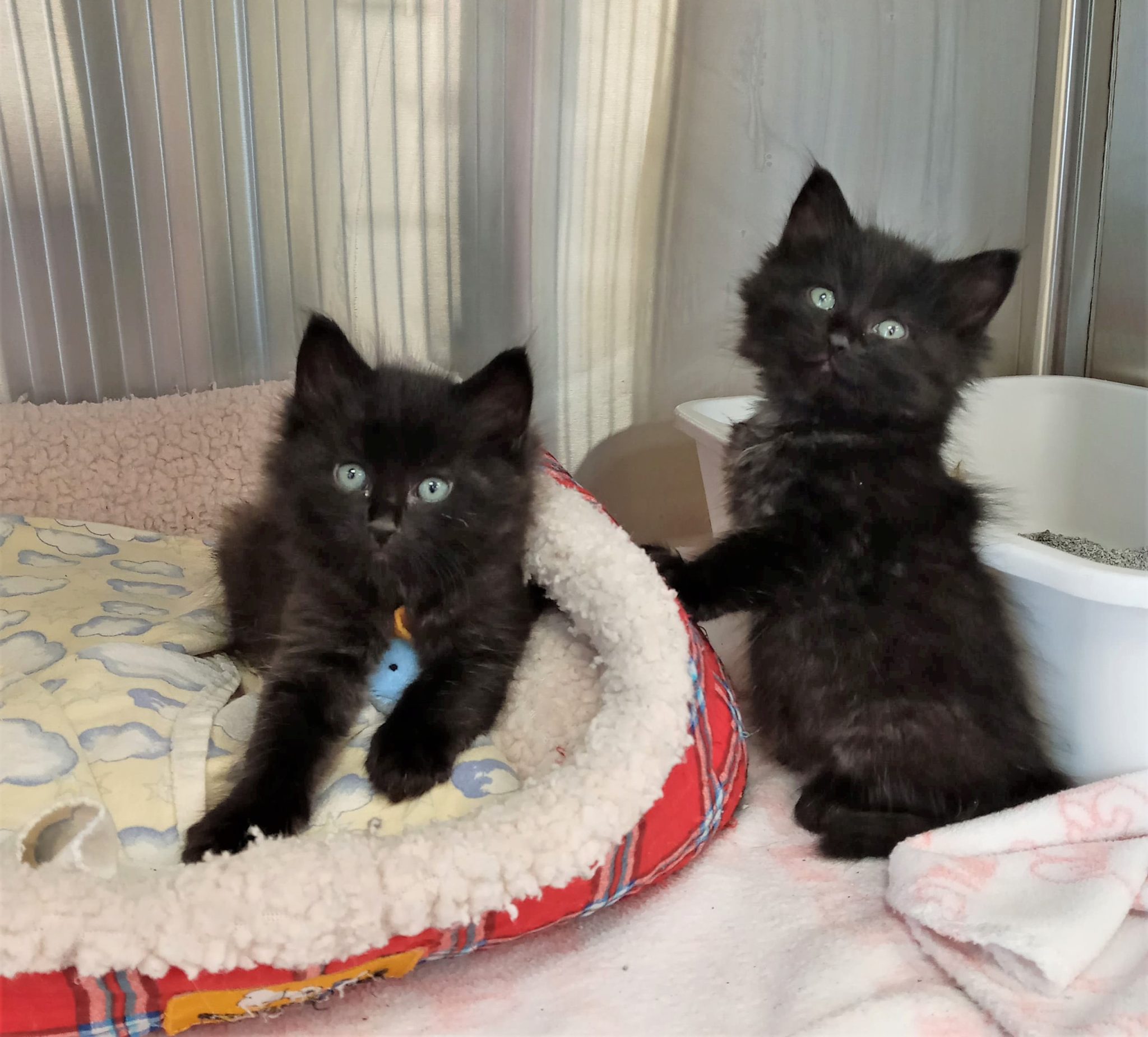 Adoptables – Victoria Pet Adoption Society