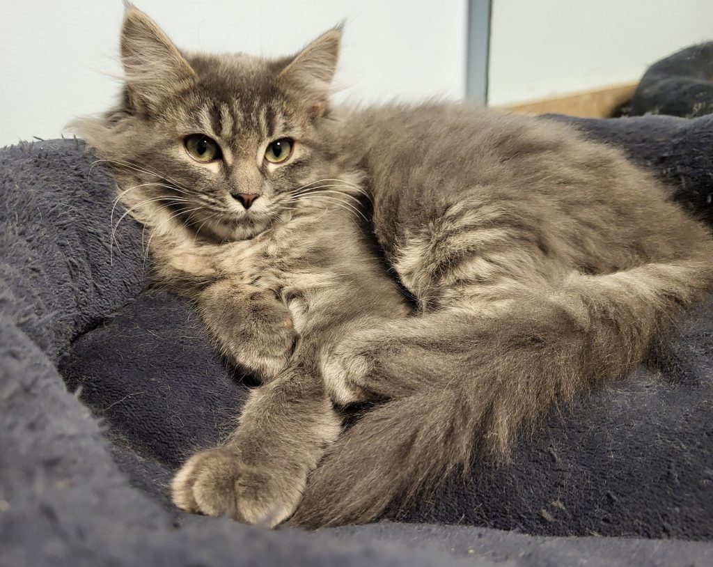 Adoptables – Victoria Pet Adoption Society