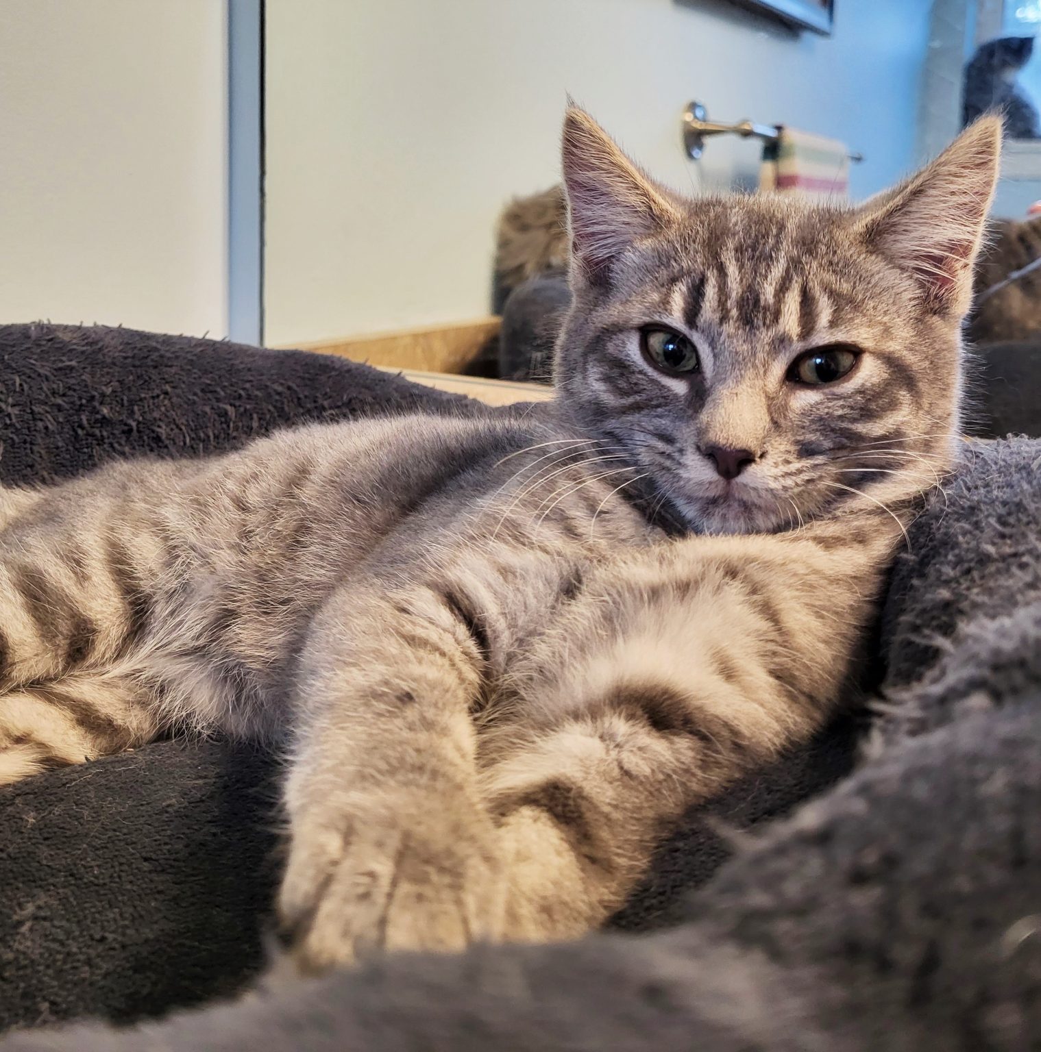 Adoptables – Victoria Pet Adoption Society