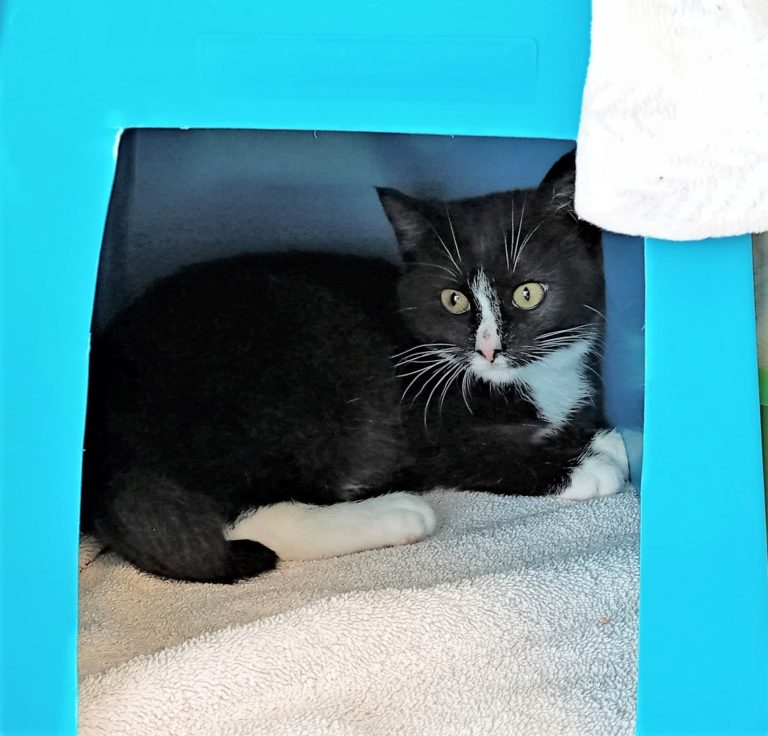 Adoptables – Victoria Pet Adoption Society