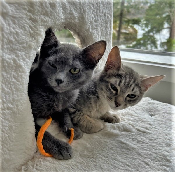 Adoptables – Victoria Pet Adoption Society