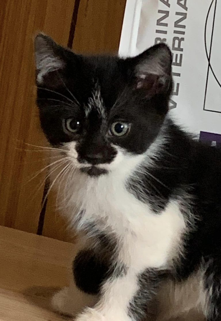 Adoptables – Victoria Pet Adoption Society