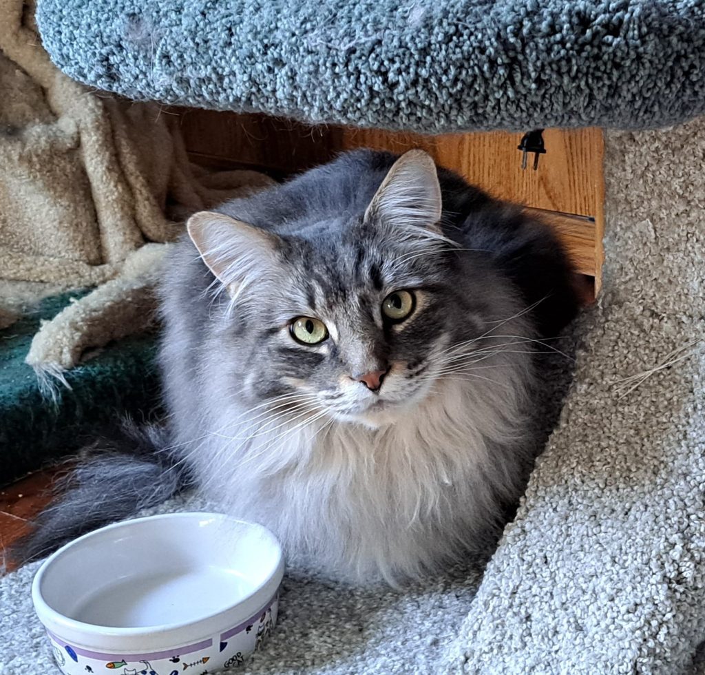 Adoptables – Victoria Pet Adoption Society