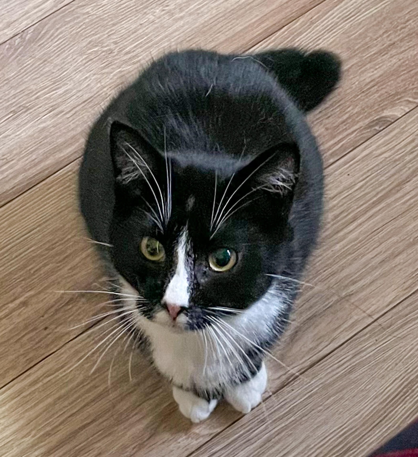 Adoptables – Victoria Pet Adoption Society