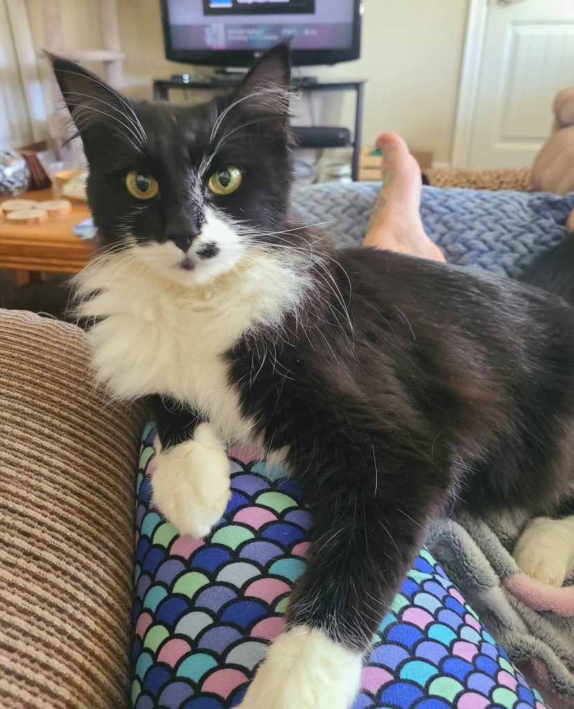 Adoptables – Victoria Pet Adoption Society