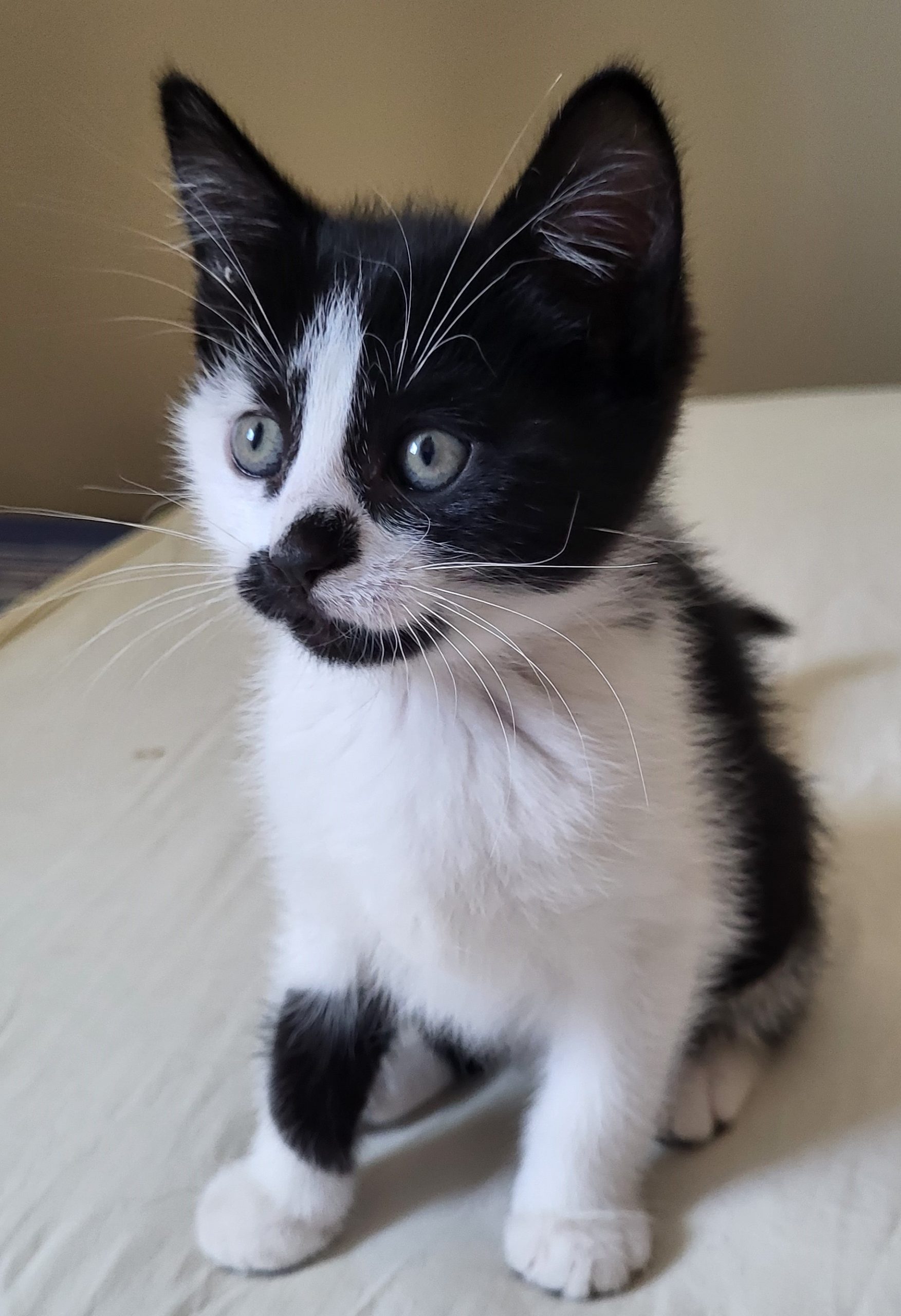 Adoptables – Victoria Pet Adoption Society