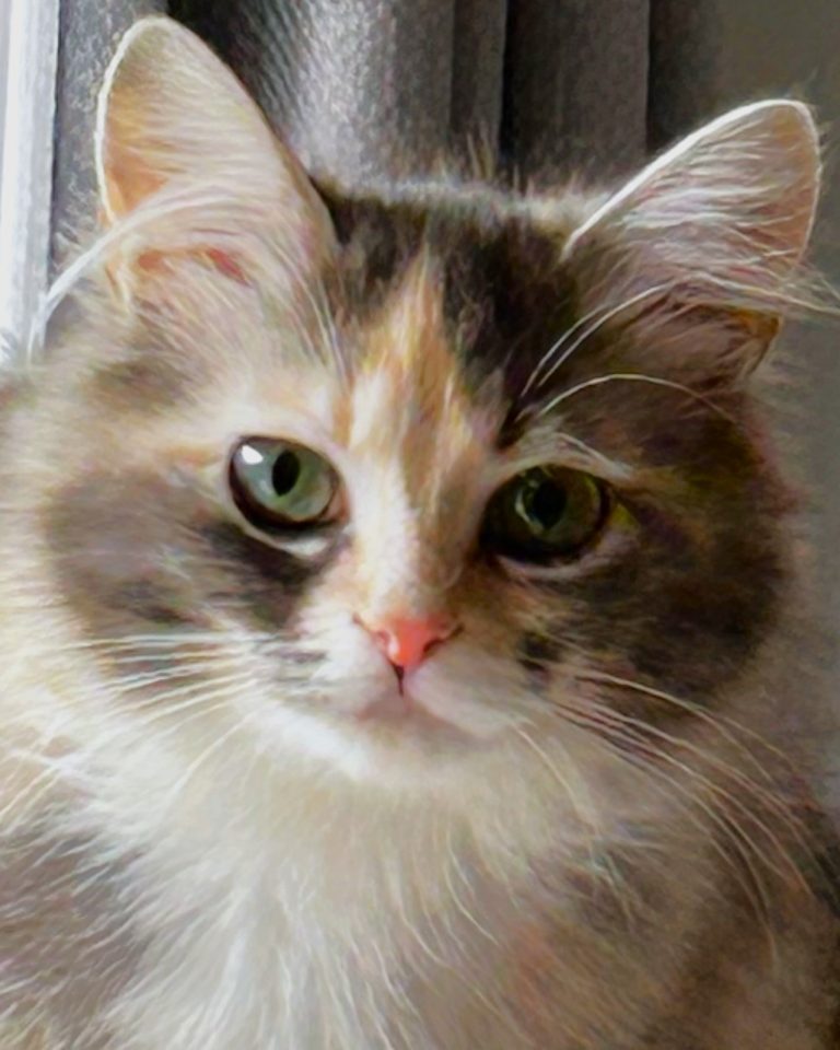 Adoptables – Victoria Pet Adoption Society