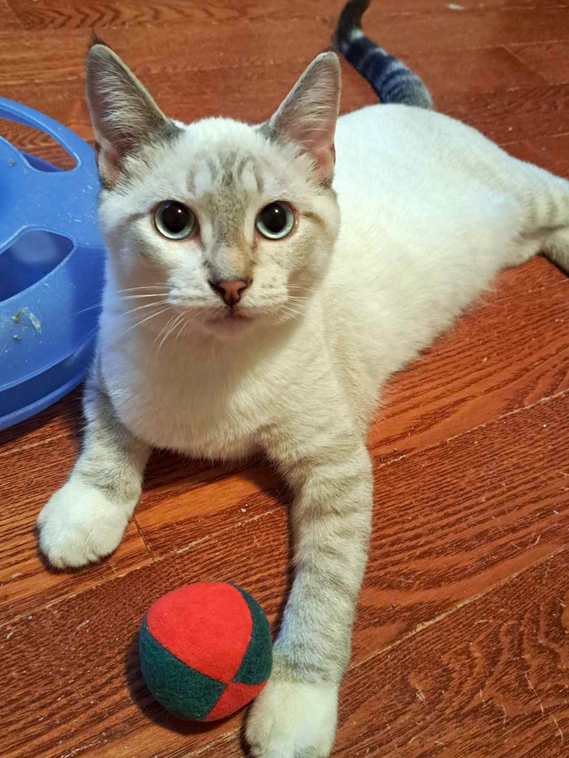 Adoptables – Victoria Pet Adoption Society