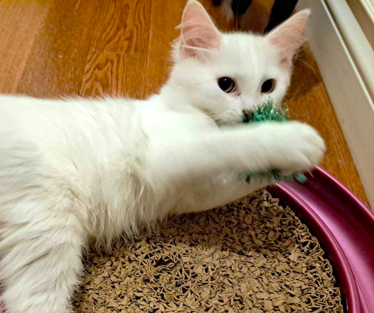 Adoptables – Victoria Pet Adoption Society