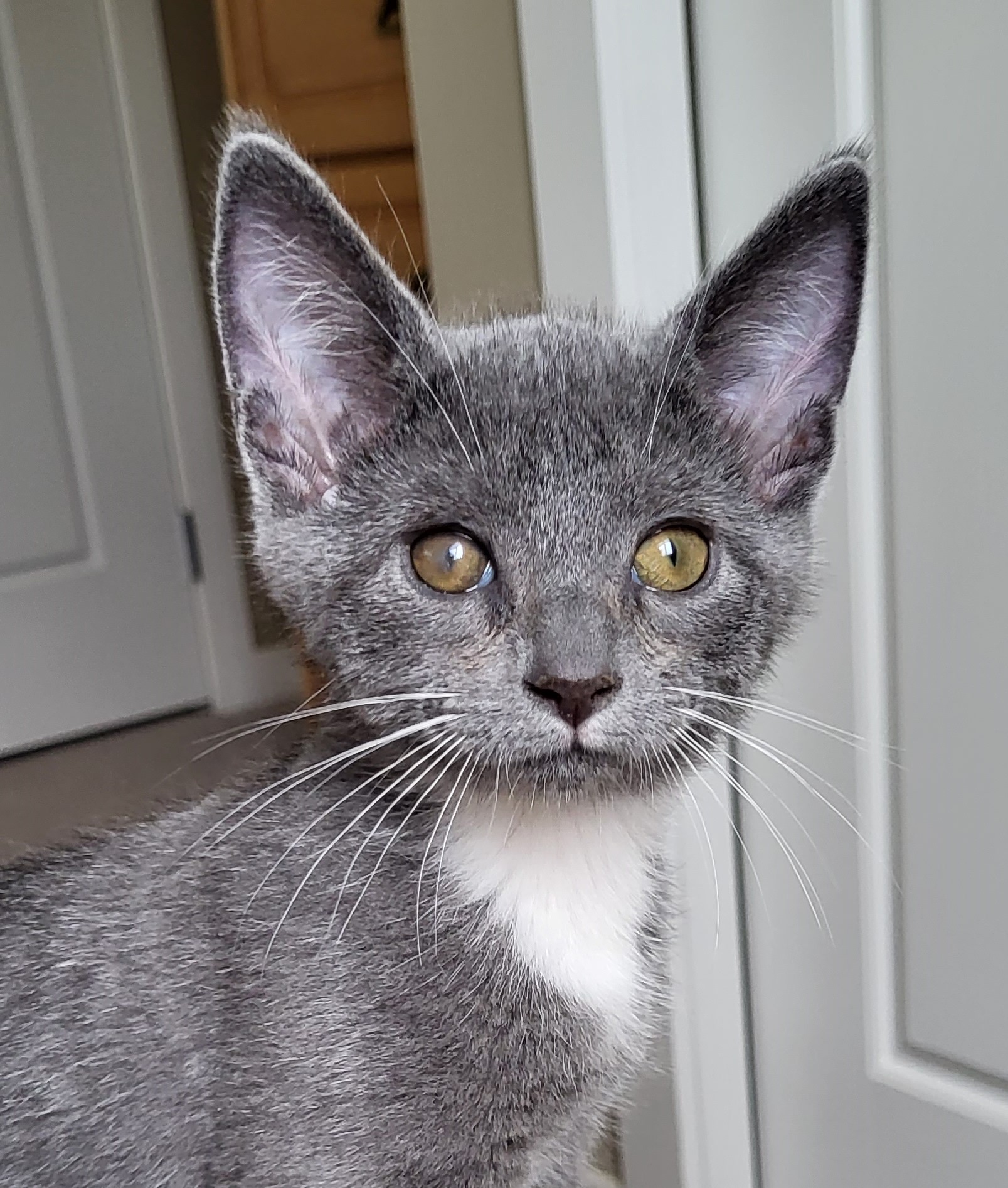 Adoptables – Victoria Pet Adoption Society