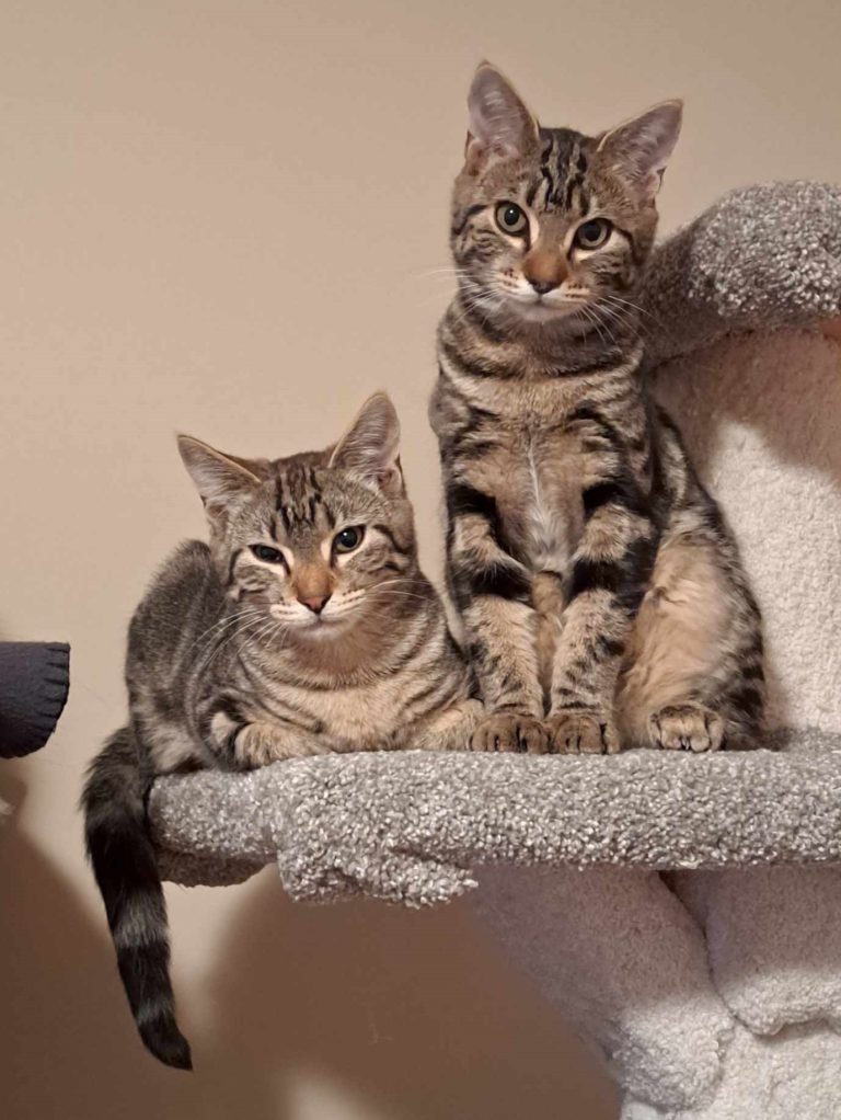 Adoptables – Victoria Pet Adoption Society