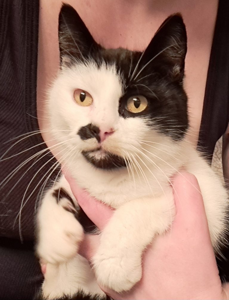 Adoptables – Victoria Pet Adoption Society