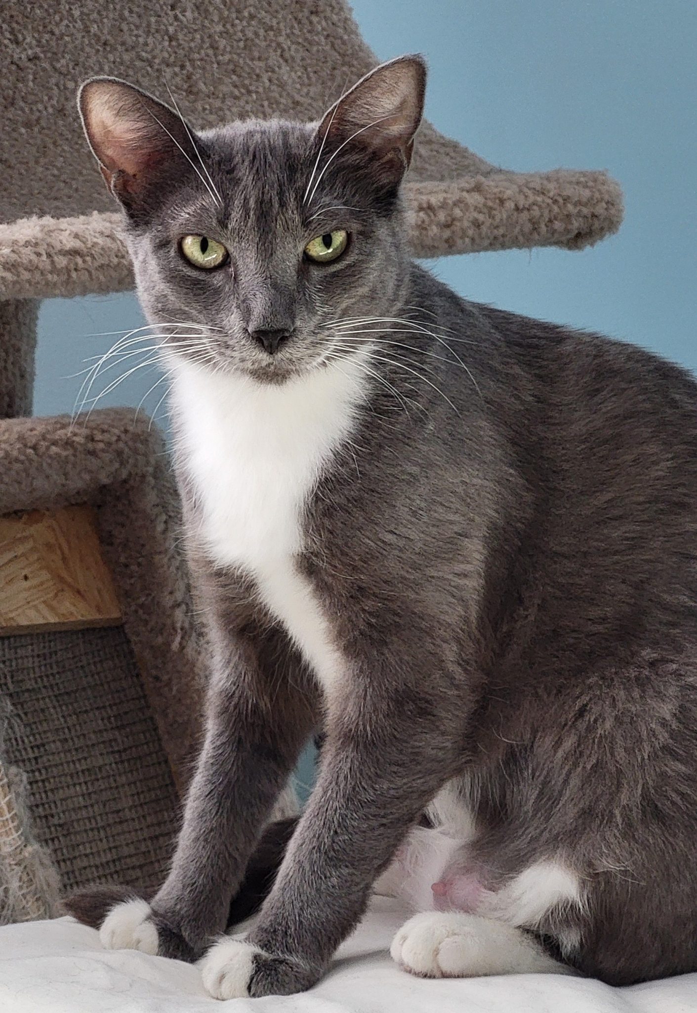 Adoptables – Victoria Pet Adoption Society