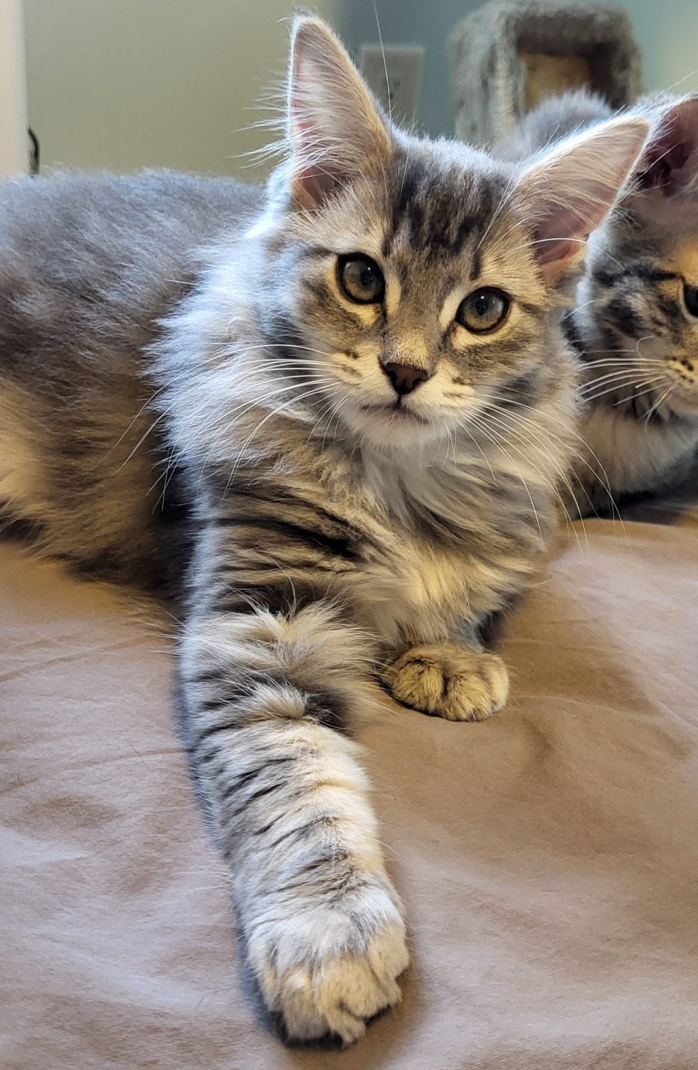 Adoptables – Victoria Pet Adoption Society