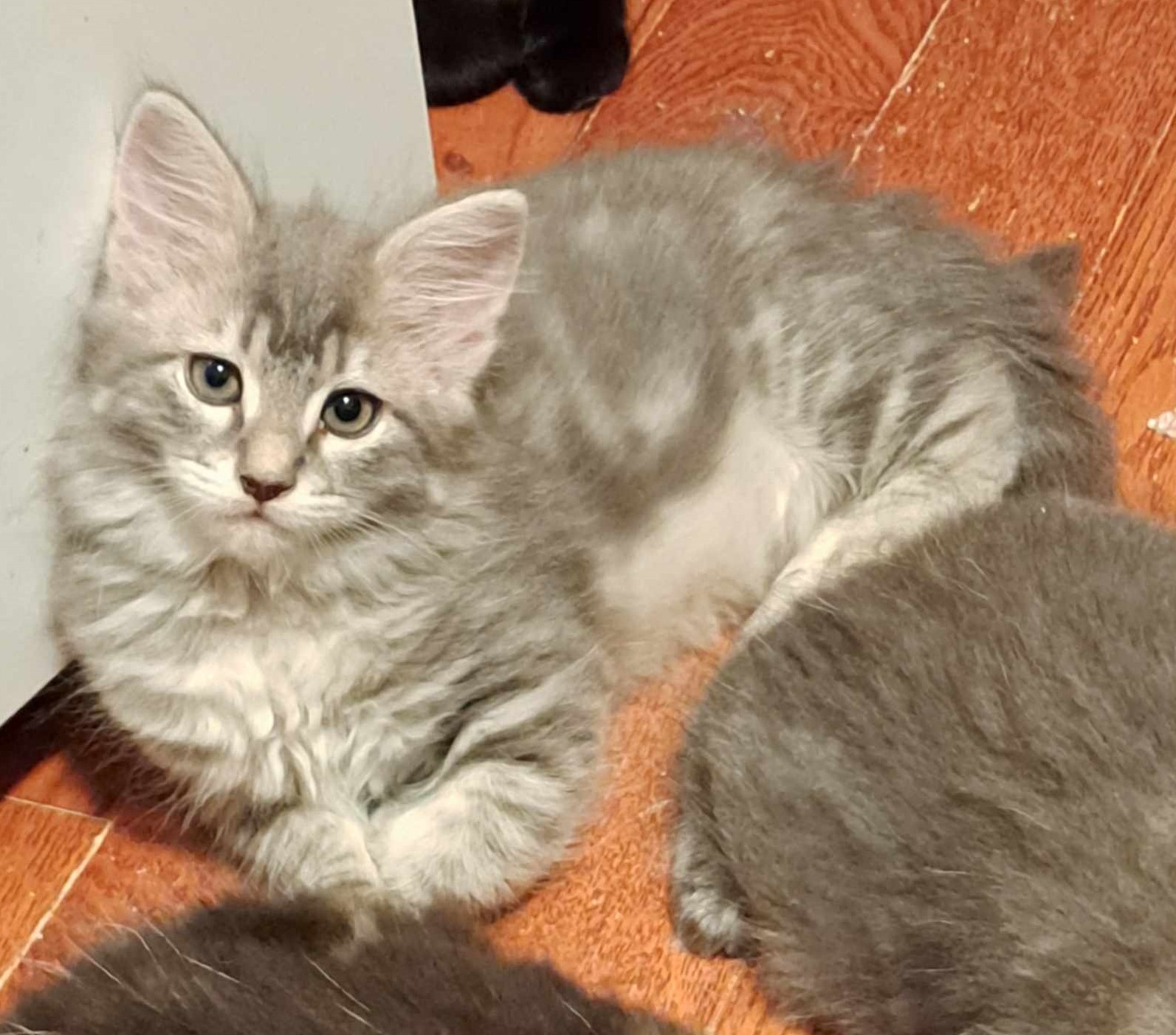 Adoptables – Victoria Pet Adoption Society