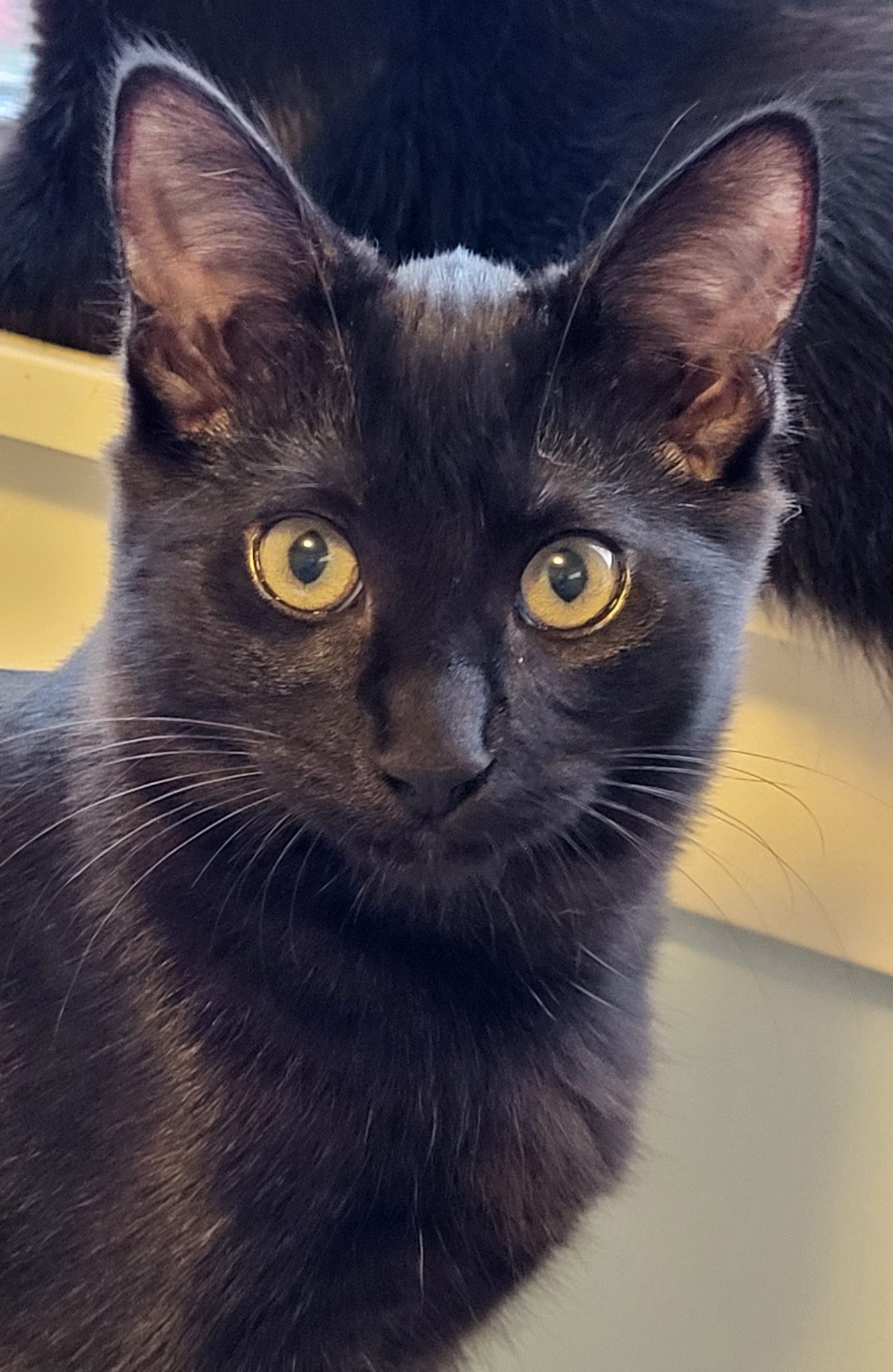 Adoptables – Victoria Pet Adoption Society