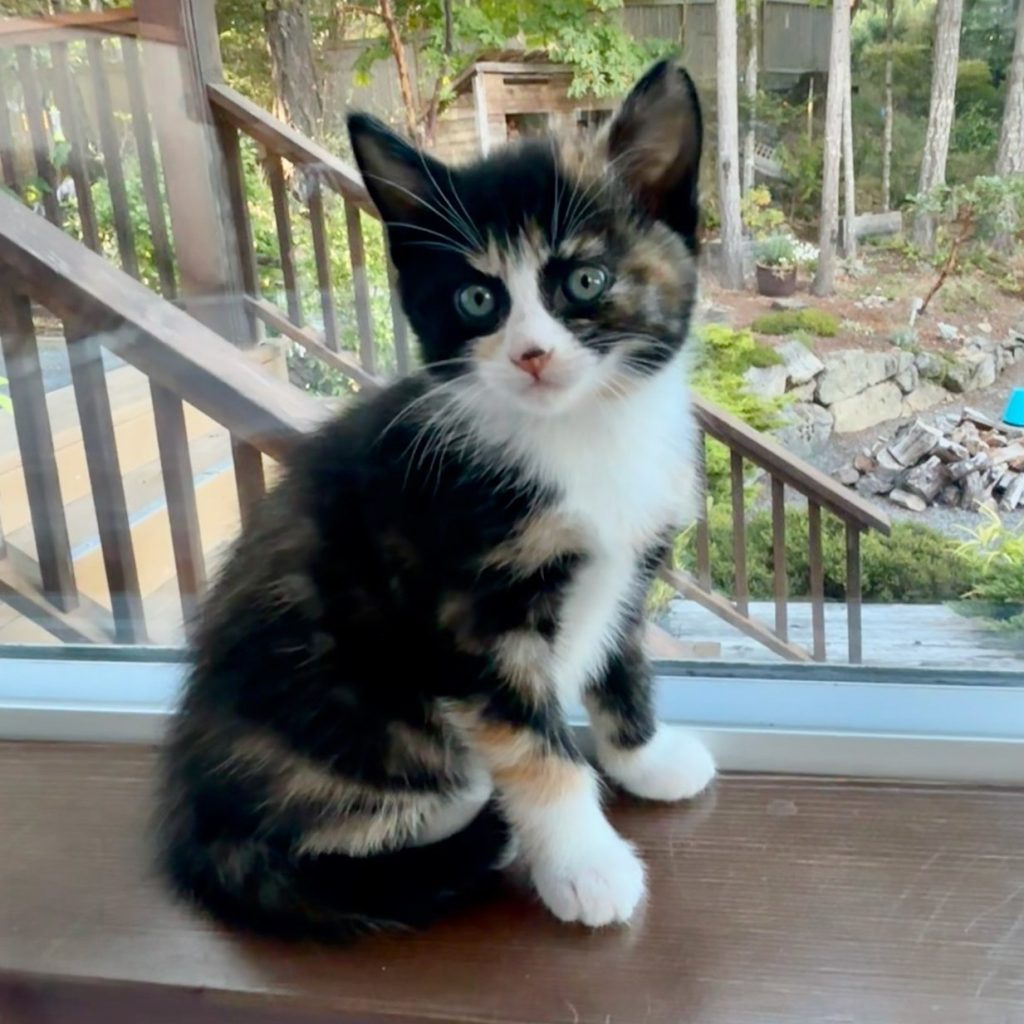 Adoptables – Victoria Pet Adoption Society