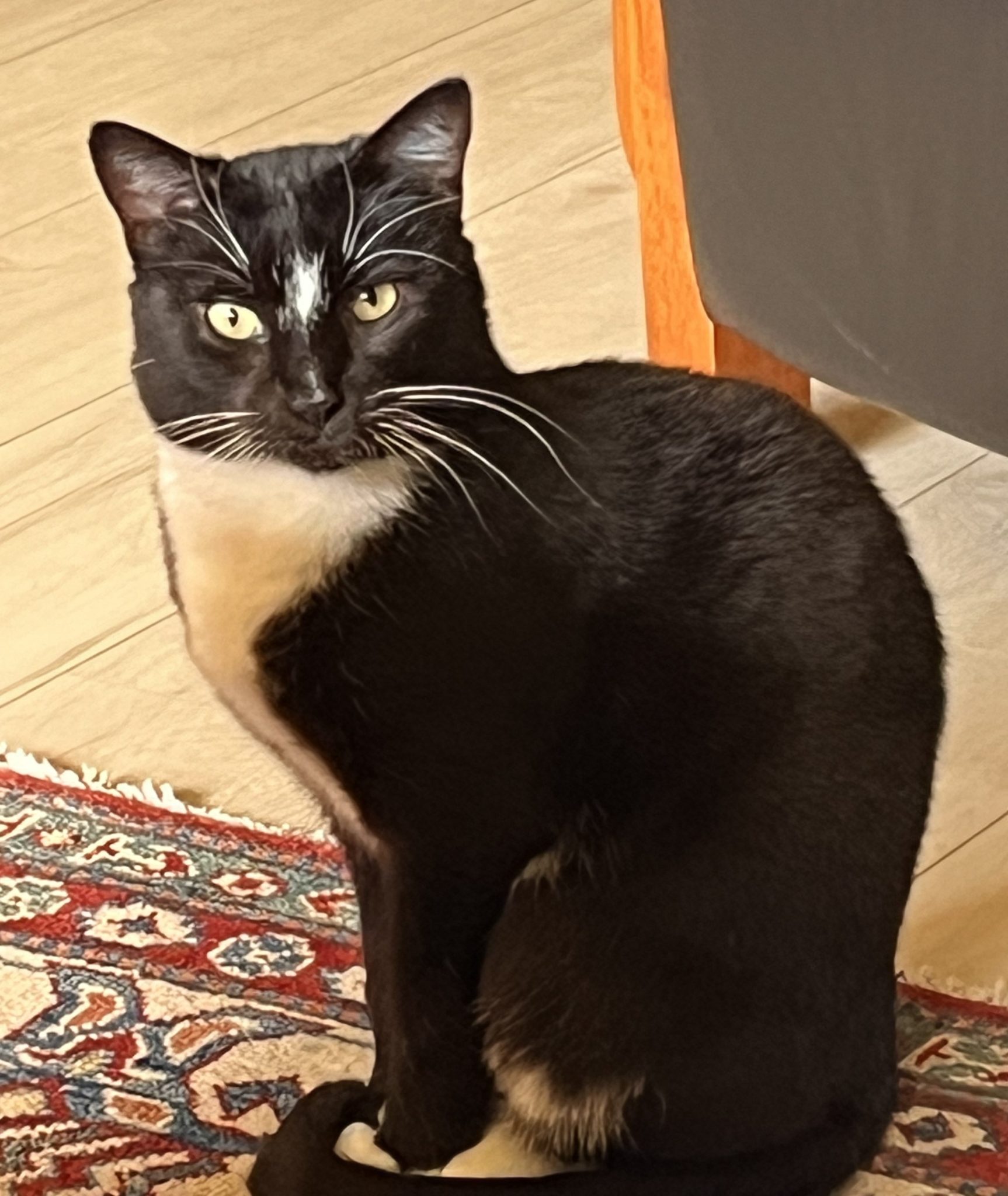 Adoptables – Victoria Pet Adoption Society