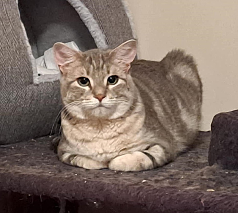Tigga – Victoria Pet Adoption Society