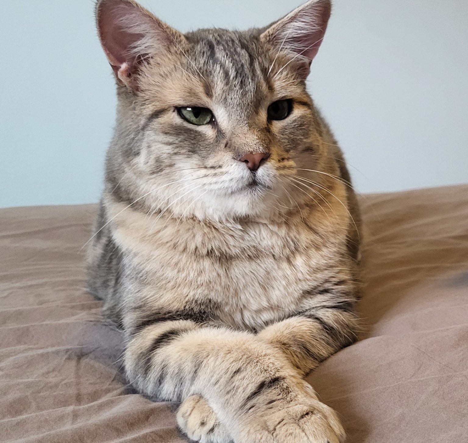 Tigga – Victoria Pet Adoption Society