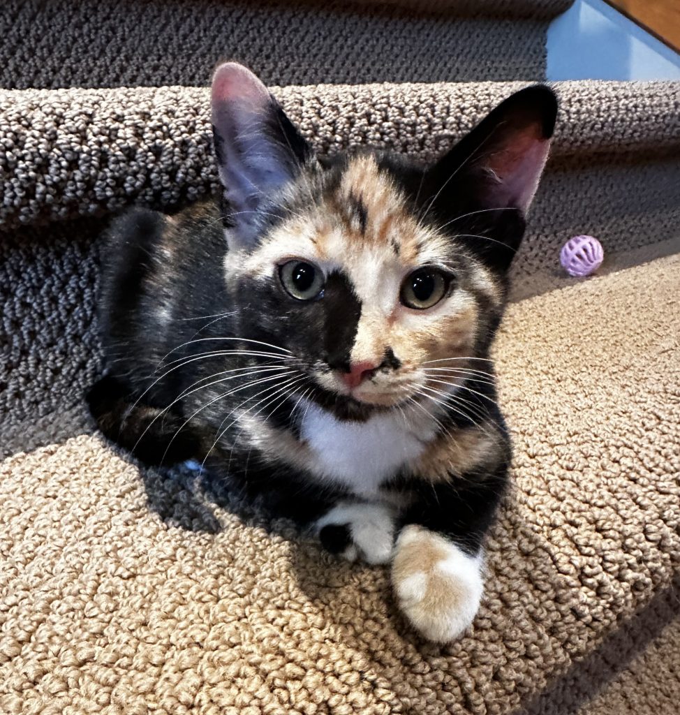 Adoptables – Victoria Pet Adoption Society