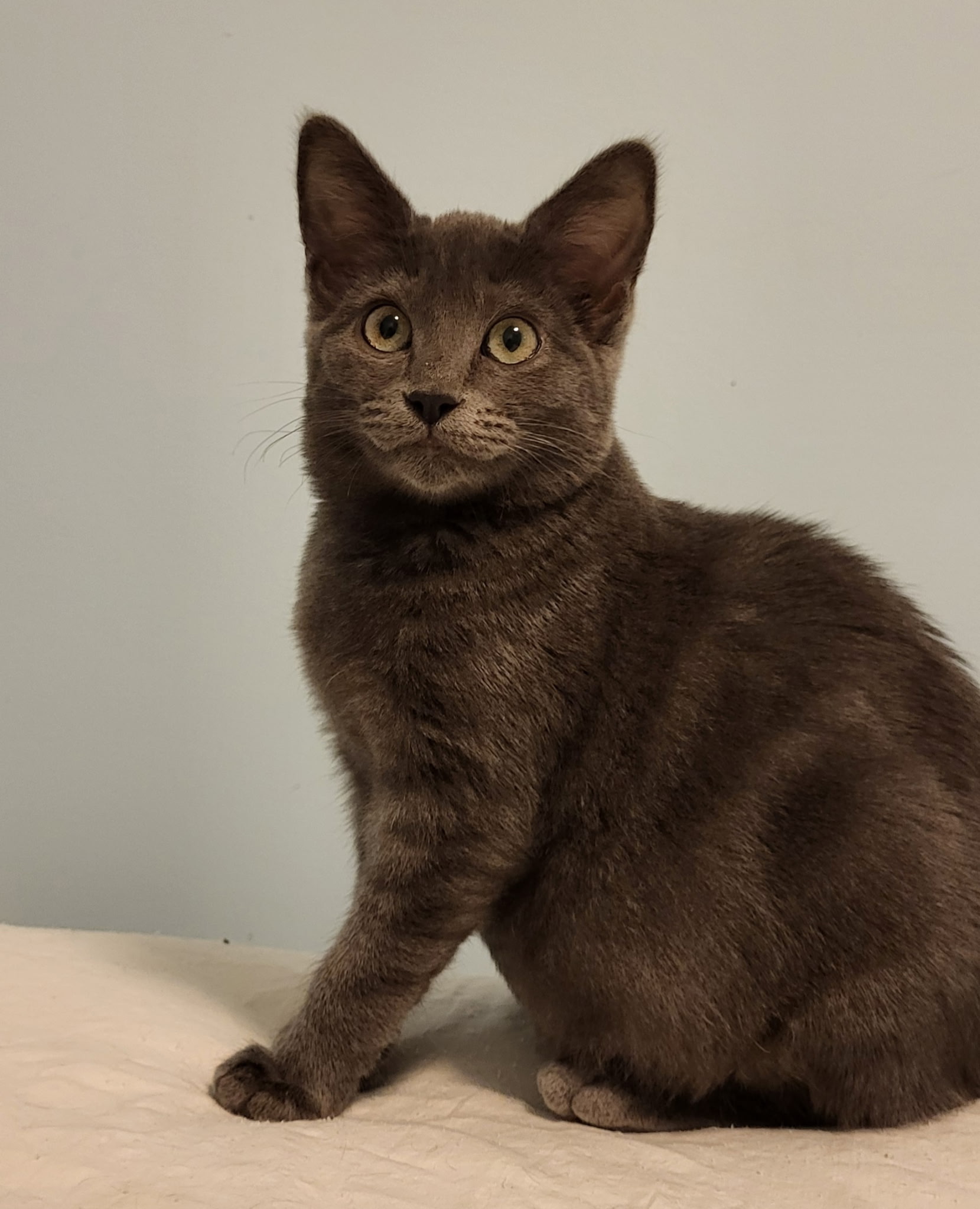 Cashmere – Victoria Pet Adoption Society