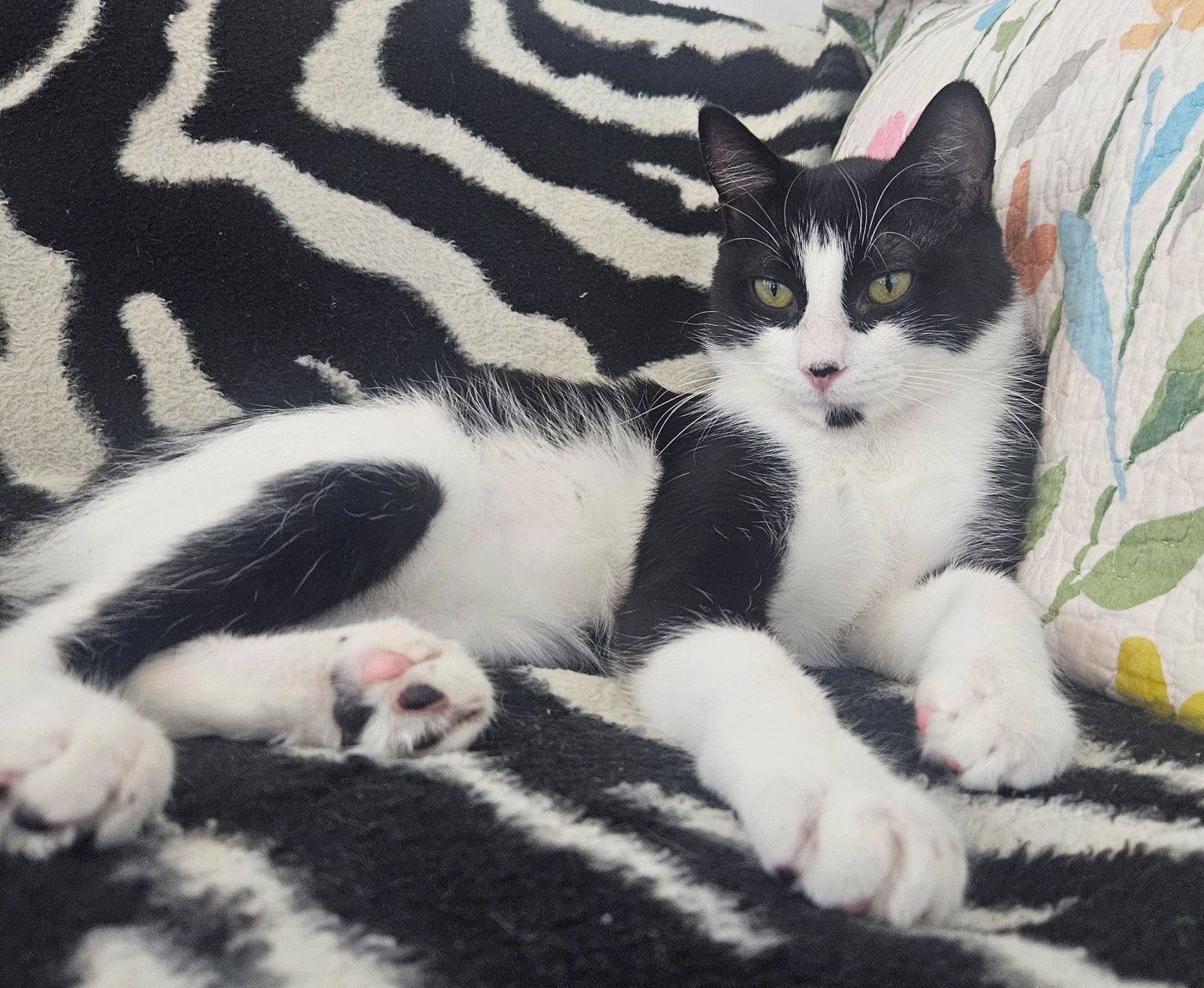 Cats and Kittens – Victoria Pet Adoption Society